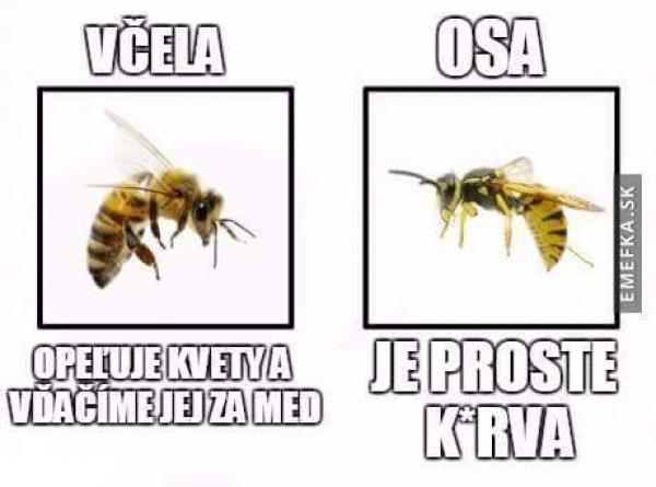 Včela vs. vosa | Loupak.cz