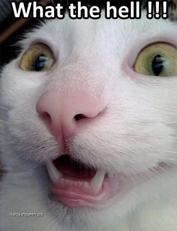 what the hell cat | Loupak.cz