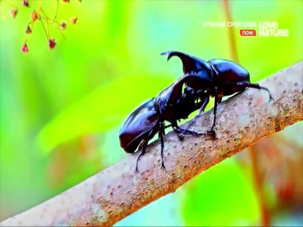 Nejsilnější chrobák na světě | Loupak.cz